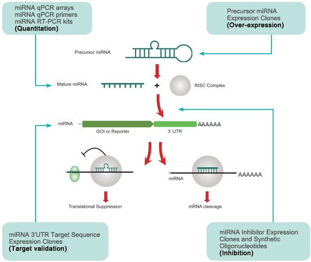 GeneCopoeia: MicroRNA Complete Functional Analysis Tools | GeneCopoeia™