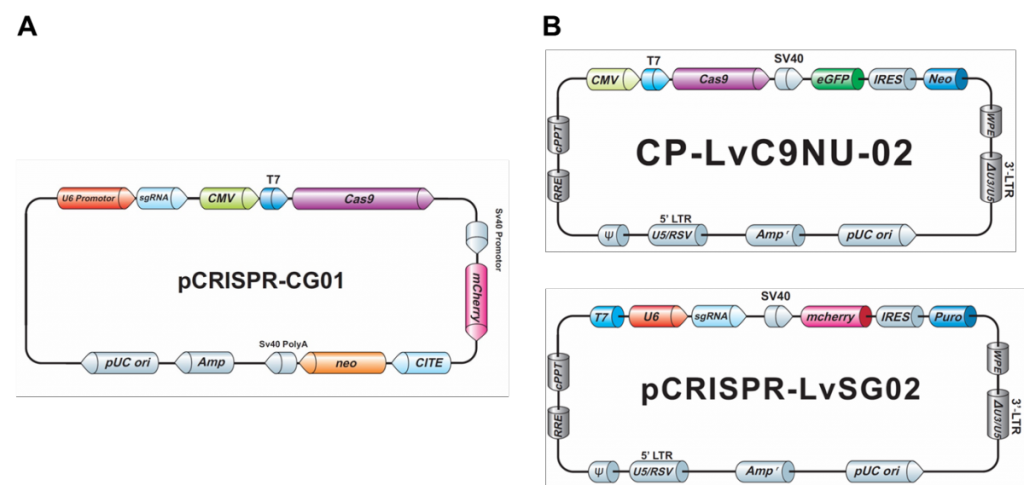 Examples of GeneCopoeia genome editing plasmids | GeneCopoeia™ Examples of GeneCopoeia genome editing plasmids | GeneCopoeia™