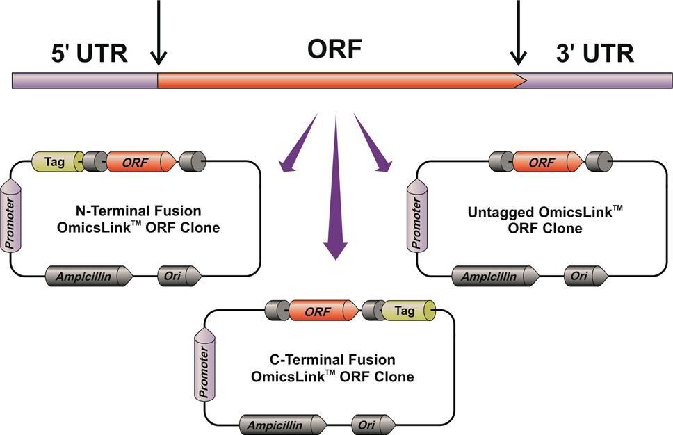 What Is Open Reading Frame In Dna Extraction - Infoupdate.org What Is Open Reading Frame In Dna Extraction - Infoupdate.org