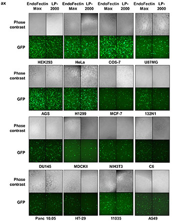 Assessment of EndoFectin Max transfection efficiencies using GFP visualization | GeneCopoeia™