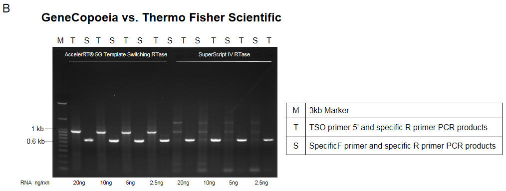 AccelerRT 5G Template Switching RT Enzyme Mix GeneCopoeia 