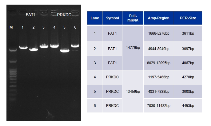 AccelerRT® Ⅲ Reverse Transcriptase | GeneCopoeia™
